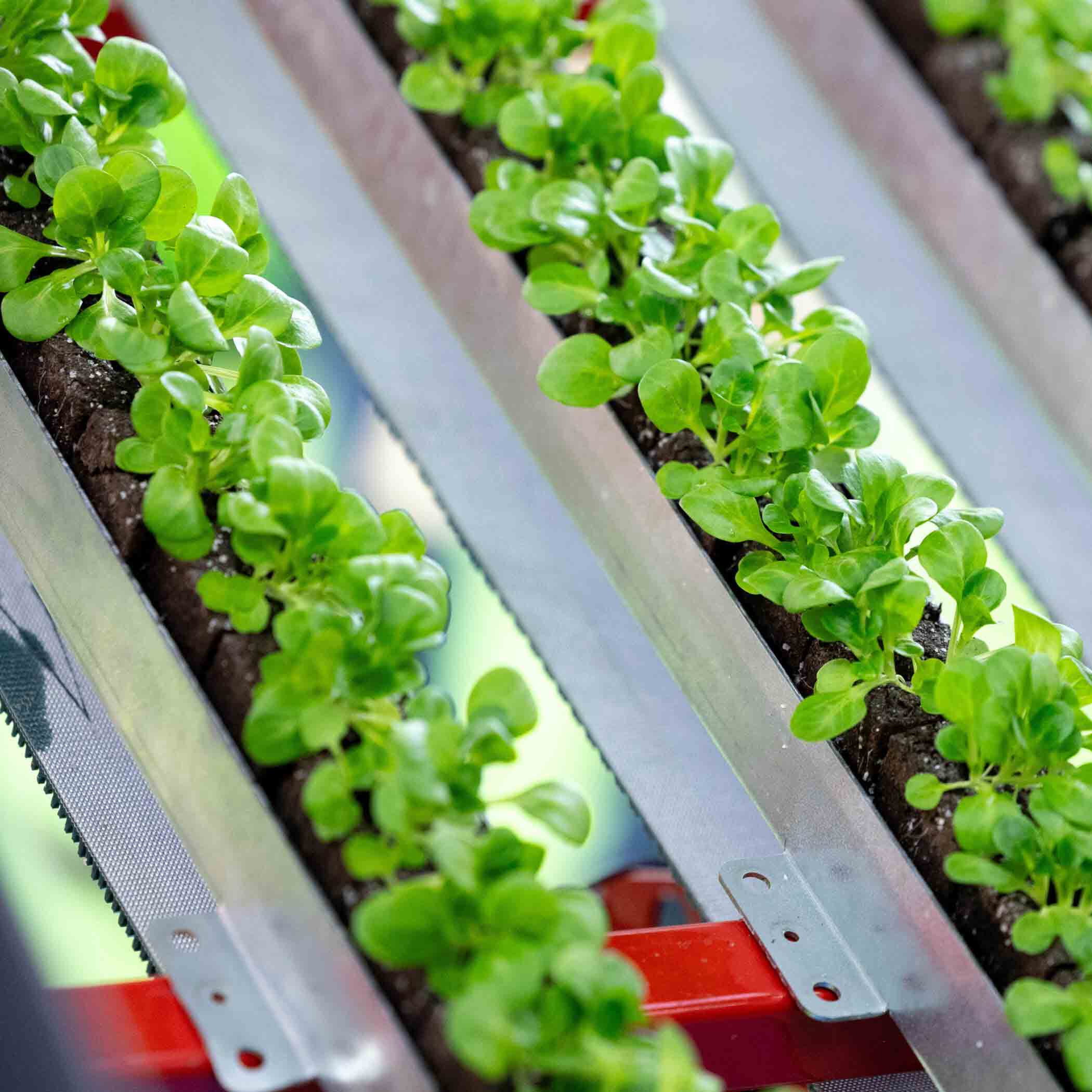 Sectors Fruits & Vegetables - SIVAL