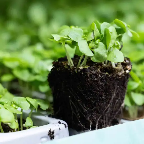 sector Semences & Plants at SIVAL