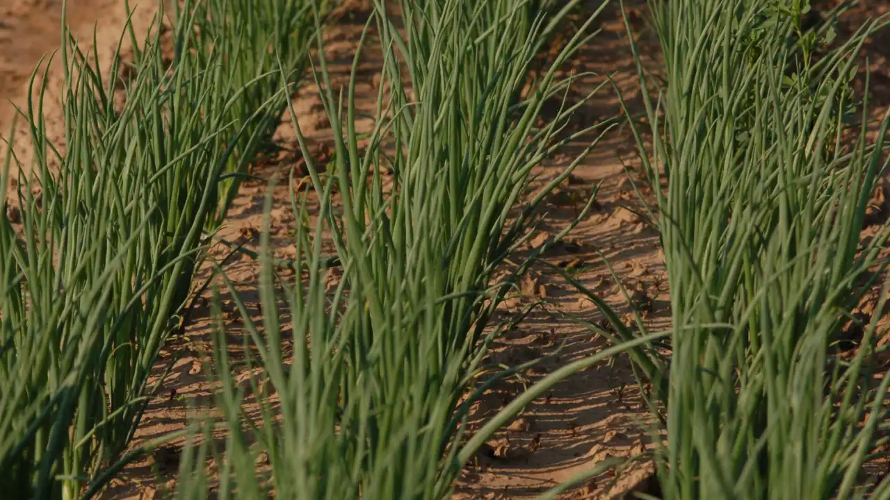 Onion weeding | SIVAL 2025