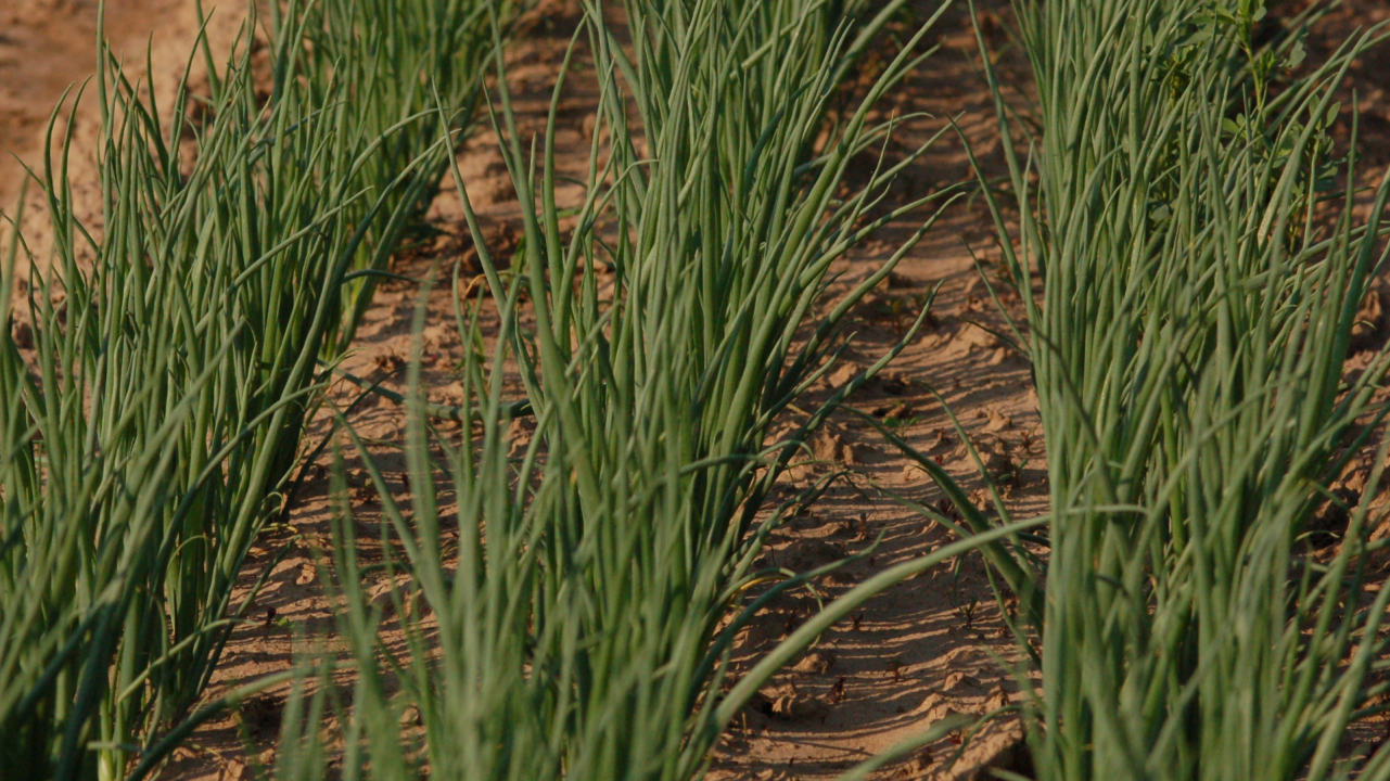 Onion weed control | SIVAL 2026