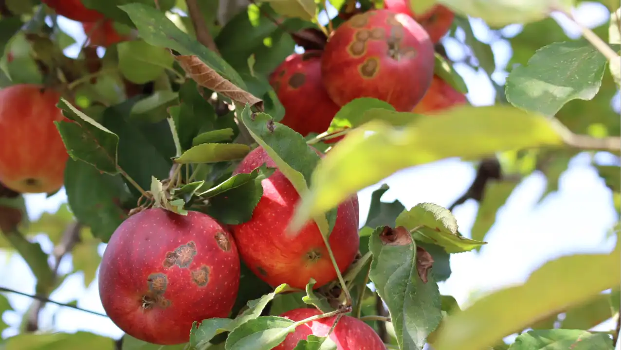 Control de la sarna del manzano | SIVAL 2025