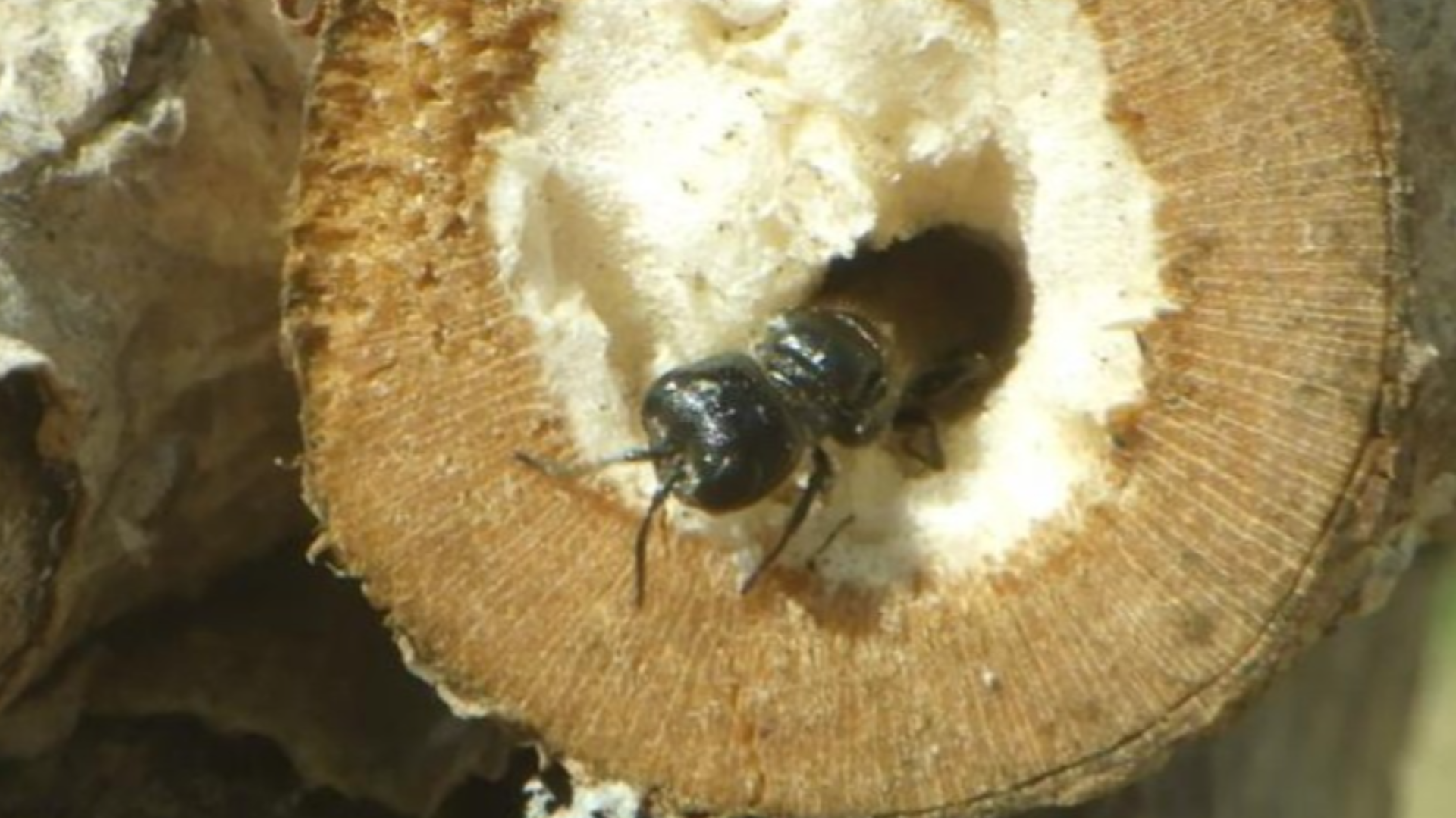 Regulación de himenópteros y pulgones | SIVAL 2026