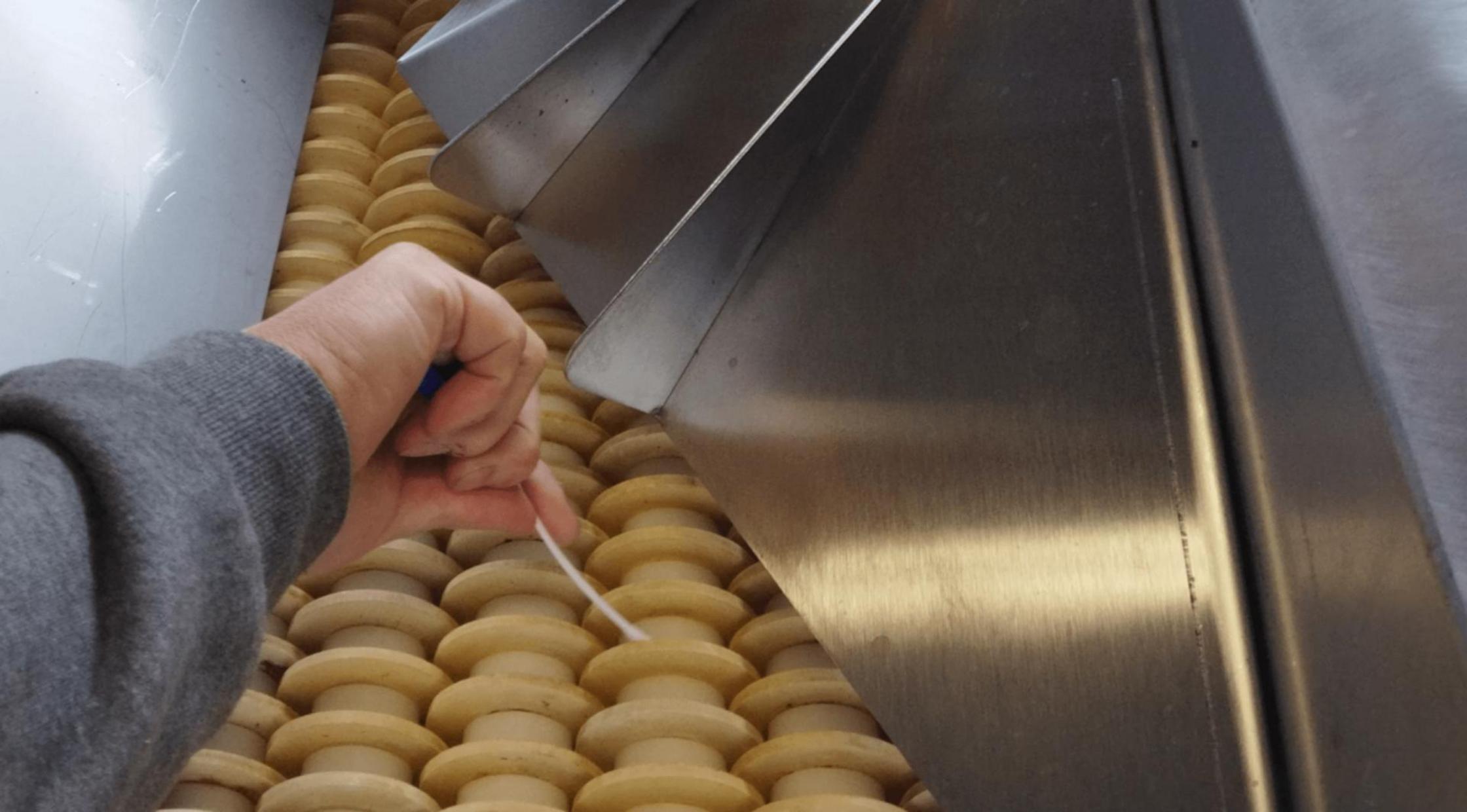 Microbiological prevention in the cellar | SIVAL